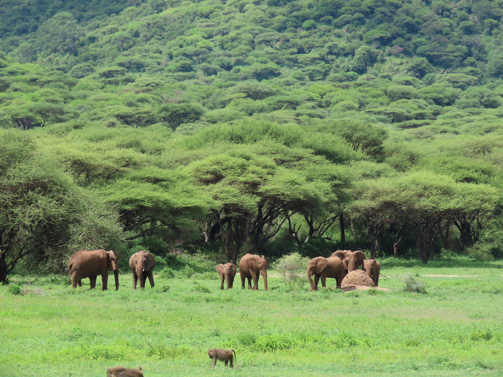 Top 10 Unforgettable Things to Do in Karatu in 2026