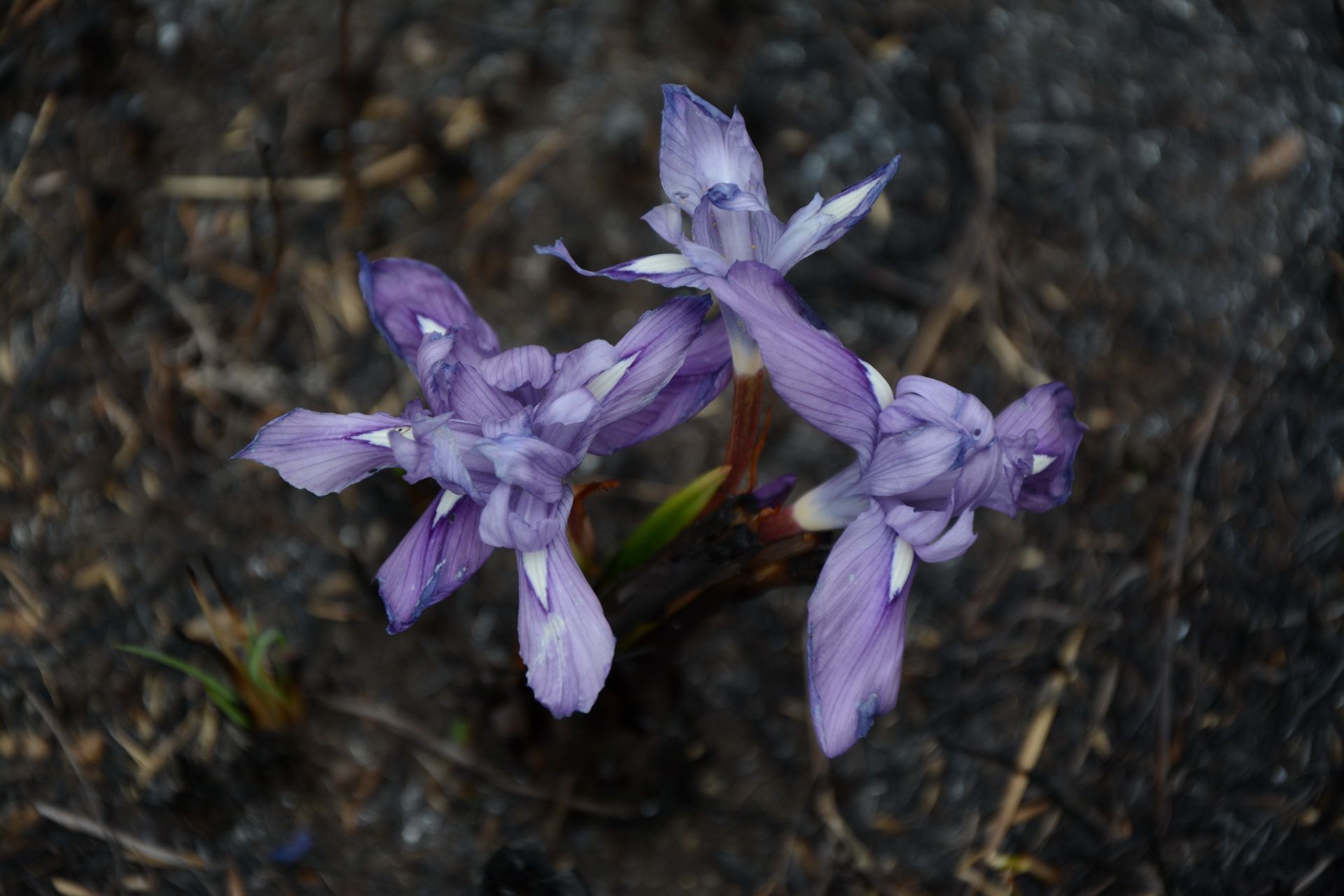 Kitulo National Park: Tanzania’s Stunning Serengeti of Flowers