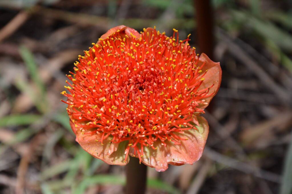 Kitulo National Park: Tanzania’s Stunning Serengeti of Flowers